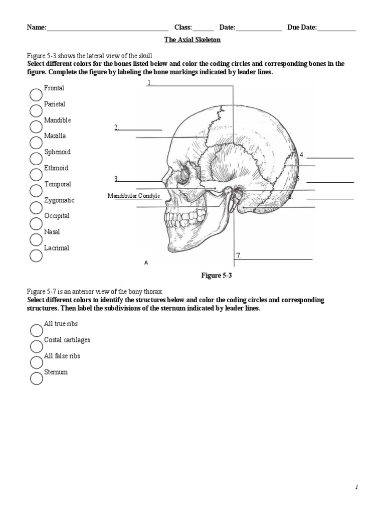Axial Skeleton Labeling | Download Free PDF | Vertebral Column | Vertebra