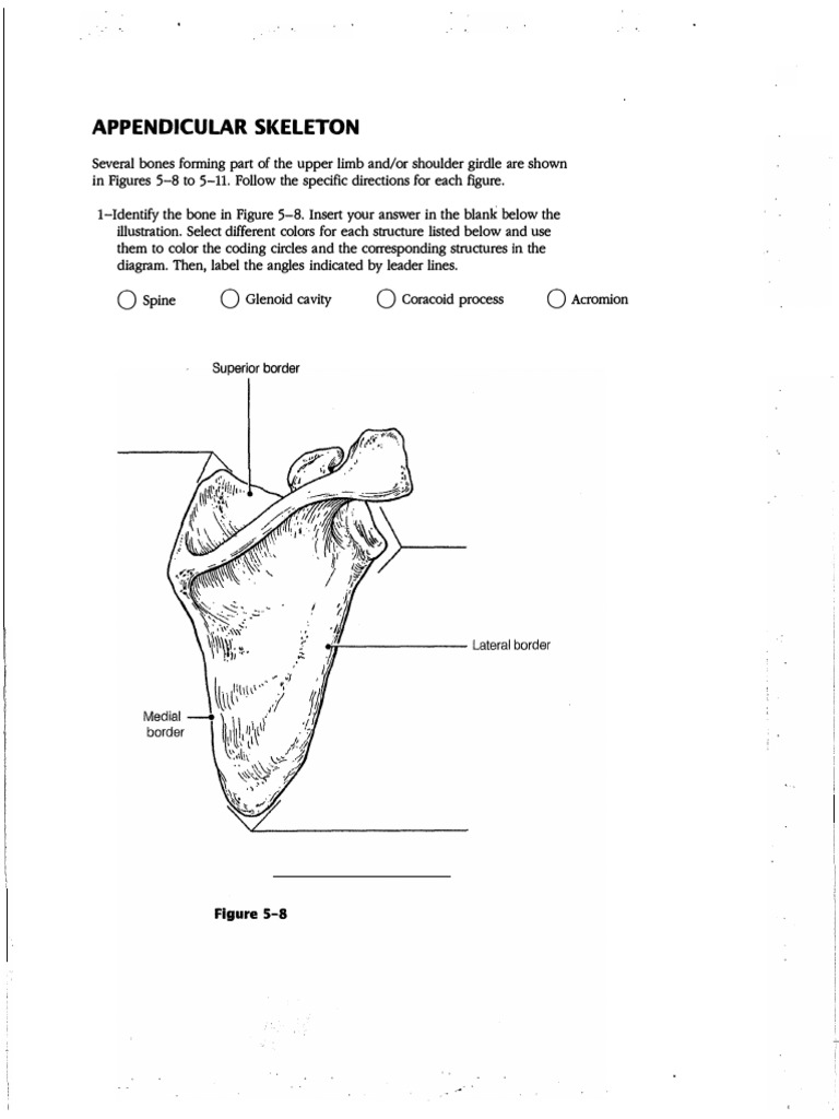 App - Skeleton Wks | PDF | Pelvis | Hip