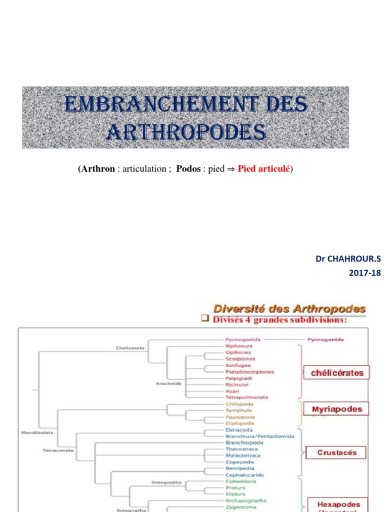 Caractéristiques et Organisation des Arthropodes | PDF | Crustacé ...