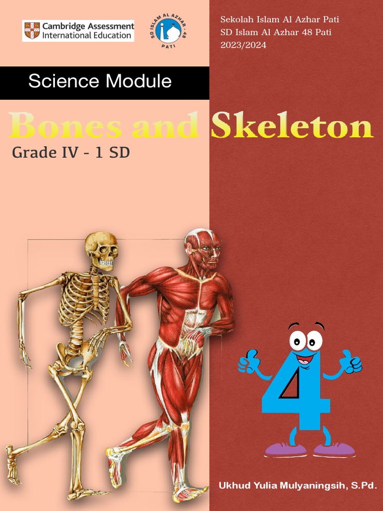 Grade 4 - Bones & Muscles | PDF | Skeleton | Vertebral Column