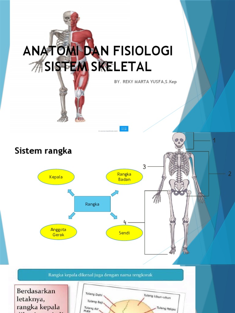 Anatomi Dan Fisiologi Sistem Skeletal (Autosaved) | PDF