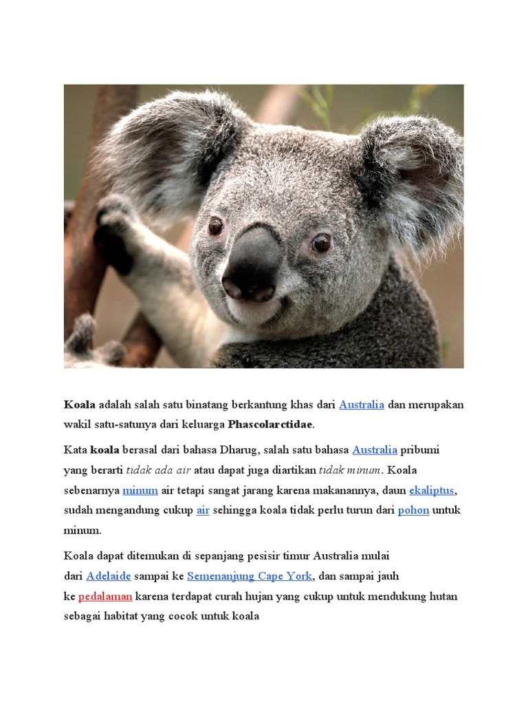 Koala Alifa | PDF