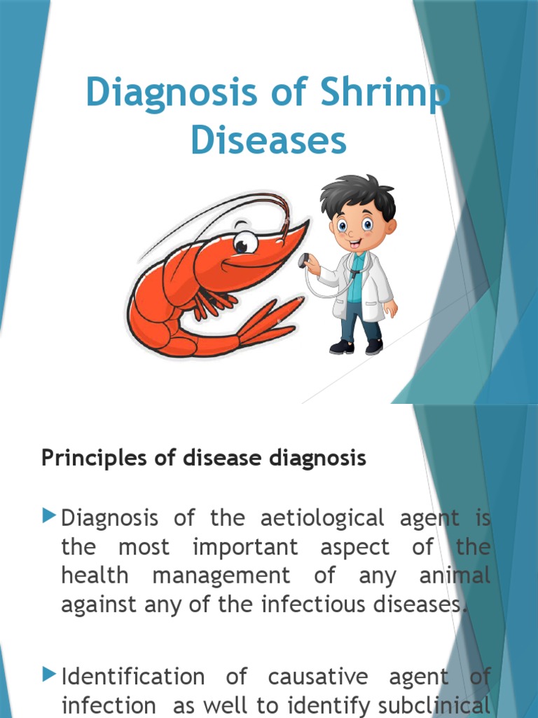 Shrimp Disease Diagnosis | PDF