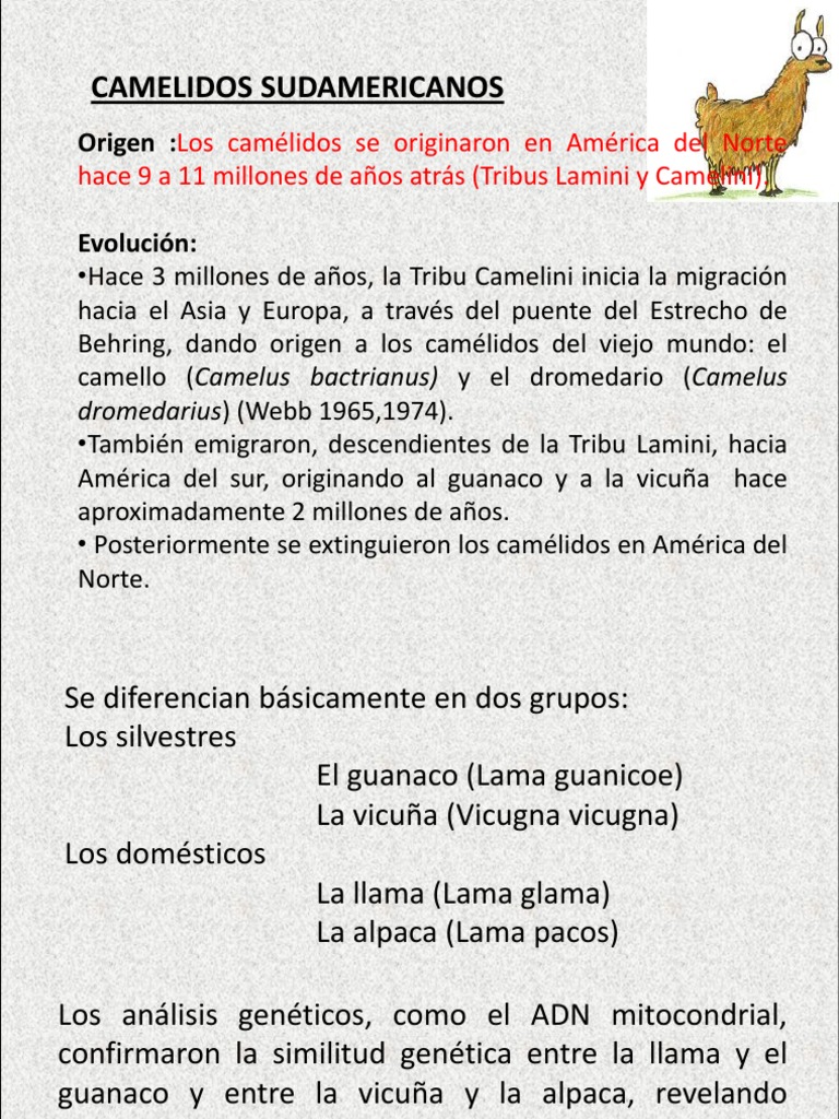 Camélidos | PDF | Camello | Incluso los ungulados de dedos