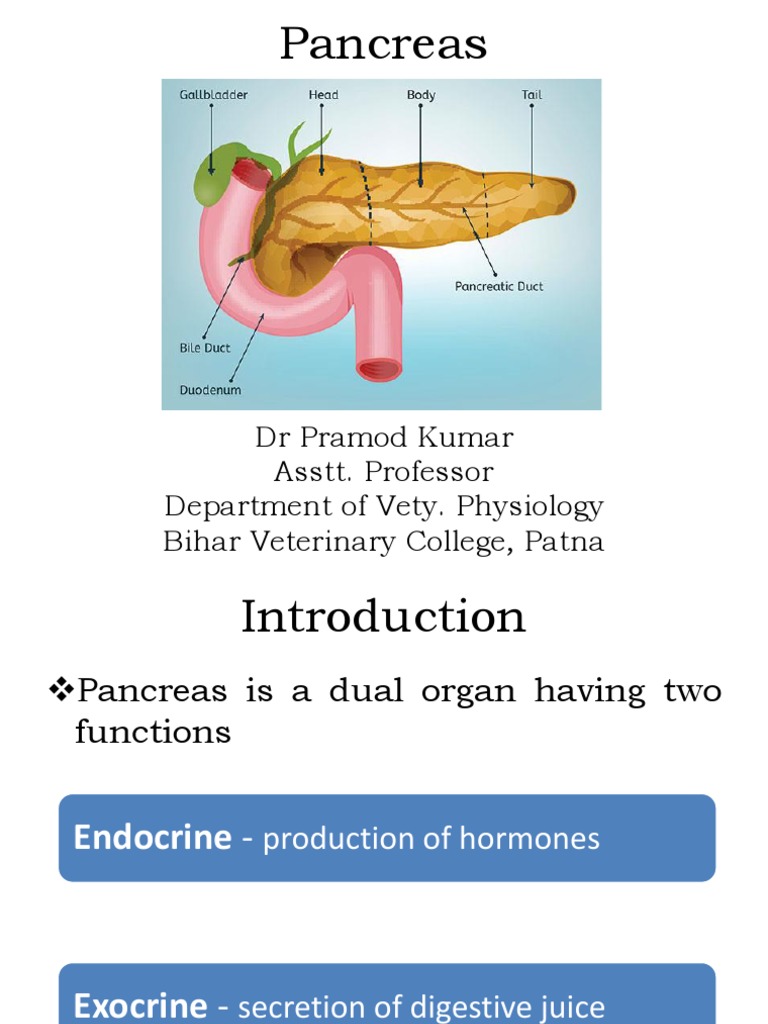 Pancreas | PDF | Pancreas | Insulin