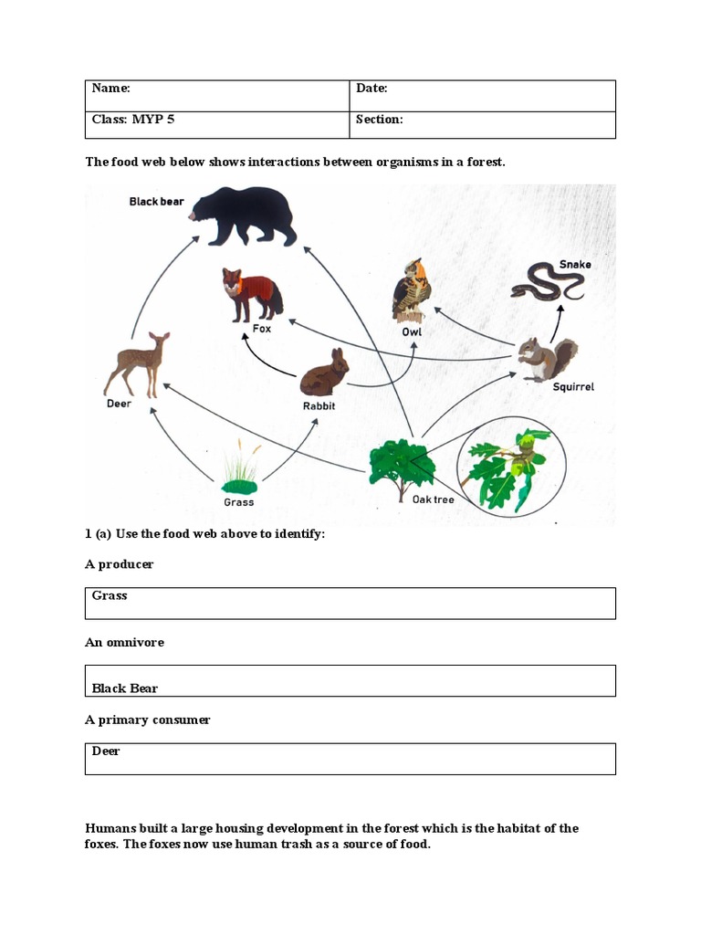Tasksheet- Food Web Investigation | PDF