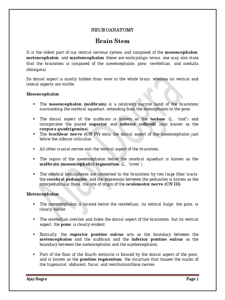 Brain Stem | PDF | Brainstem | Organ (Anatomy)