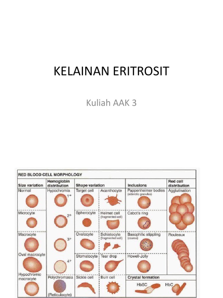 Kelainan Morf Eritrosit | PDF | Anemia | Red Blood Cell