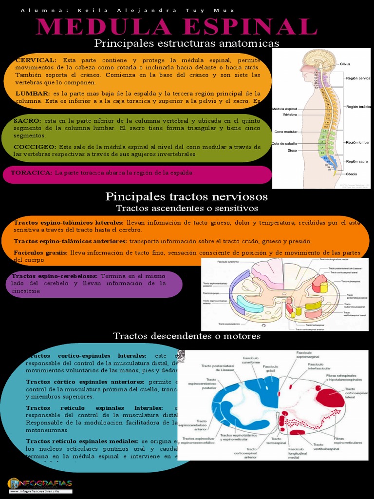 Infografia de La Medula Espinal | PDF | La columna vertebral | Médula espinal