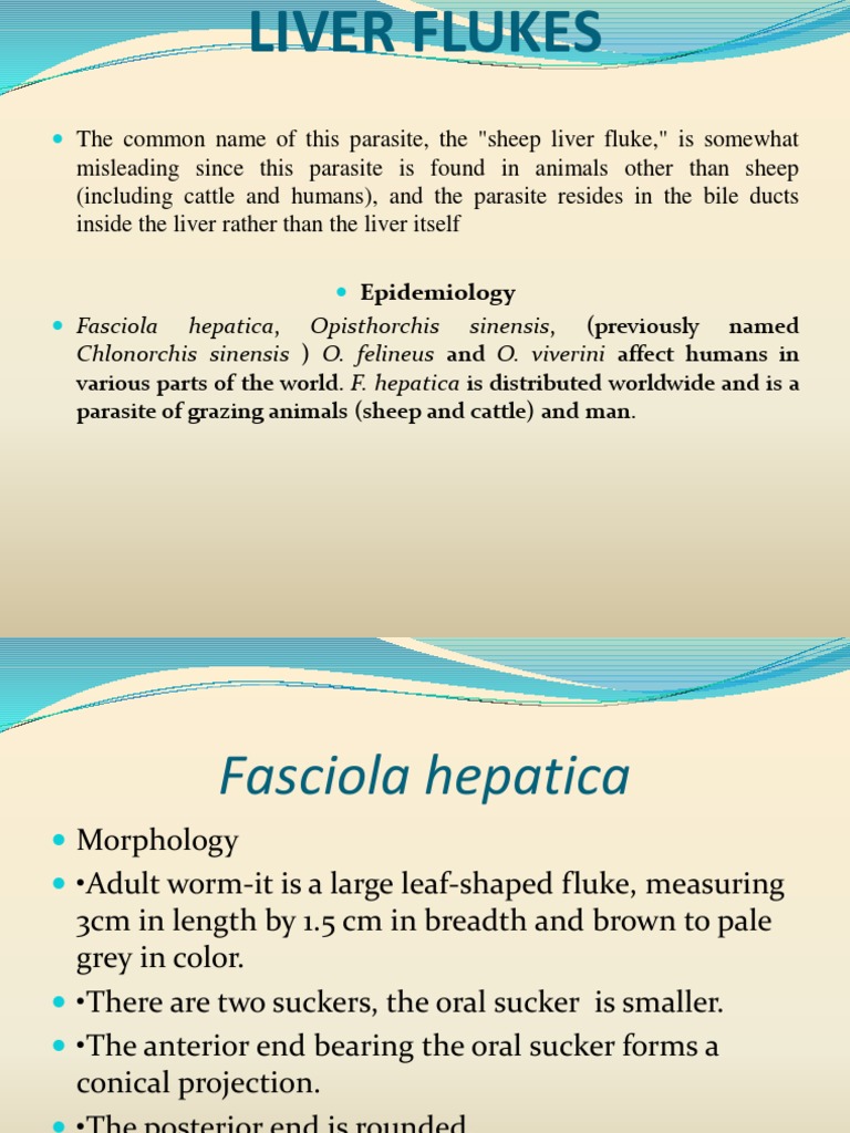 Liver Fluks | PDF | Liver | Clinical Medicine