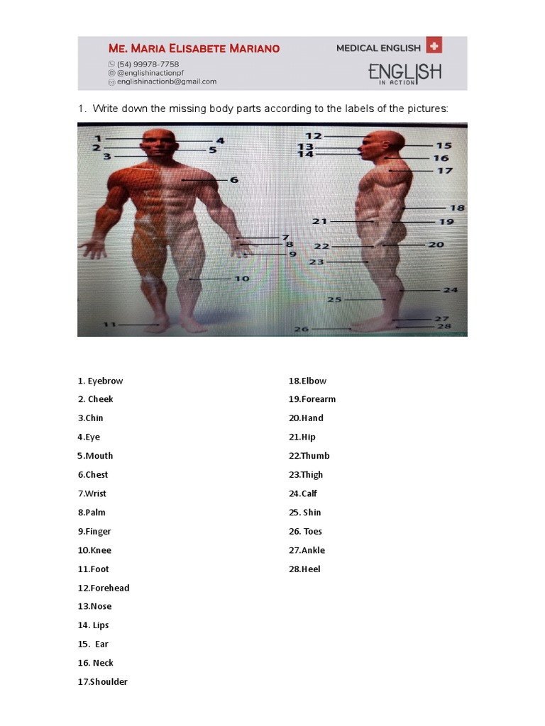 Body Parts Exercise | Download Free PDF | Hand | Human Anatomy