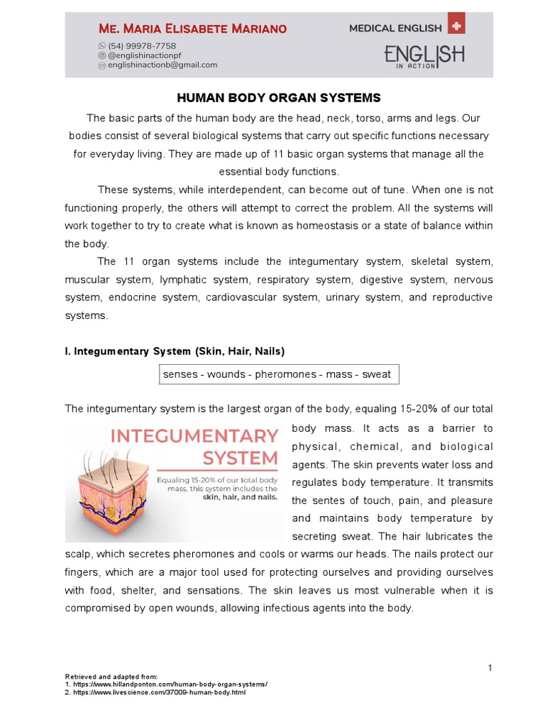 Human Body Organ Systems - Worksheet | PDF | Human Body | Lung