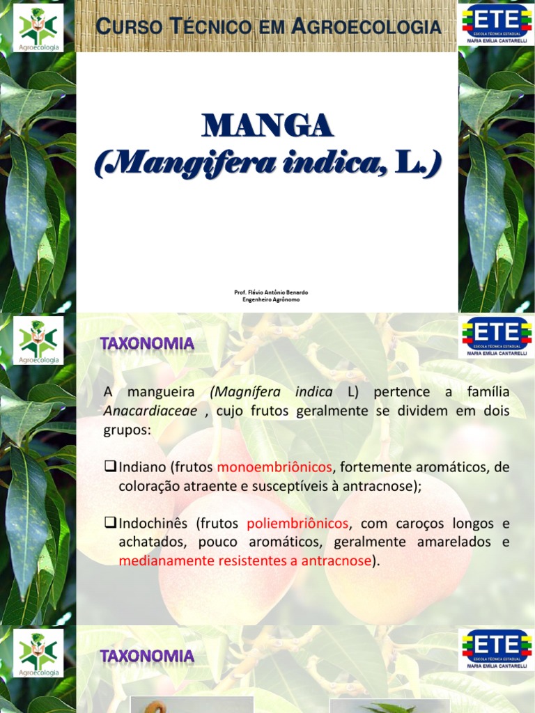 Enxertia e Cultivo de Manga | PDF