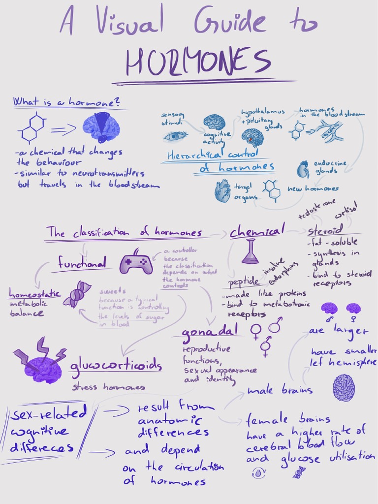 (18-19) Brain - Visual - Guide - To - Hormones - CV | PDF