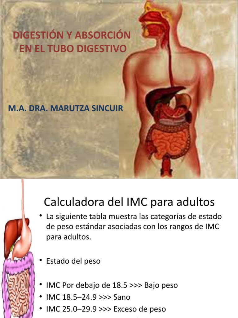 4 Digestion y Absorcion de Nutrientes | PDF