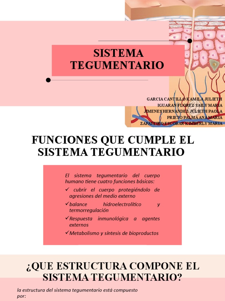 Sistema Tegumentario | PDF | Piel | Epidermis