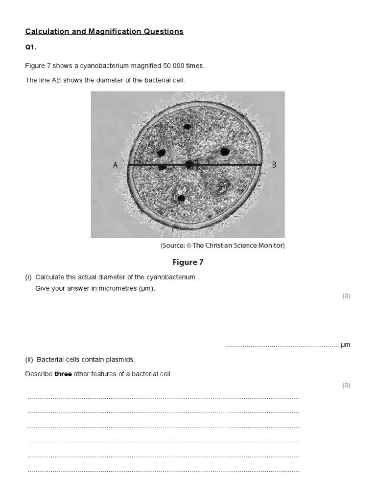 Calculation Magnification Qs Pack Gcse Pdf Micrograph Cell Biology