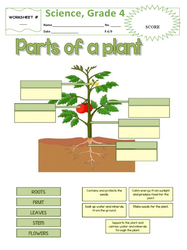 Parts of Plants Worksheet for Grade 4 | PDF