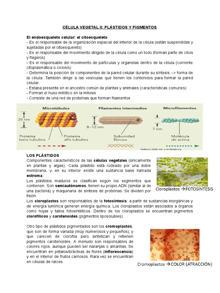 Célula Vegetal Ii - Plástidos y Pigmentos | PDF | Cloroplasto ...
