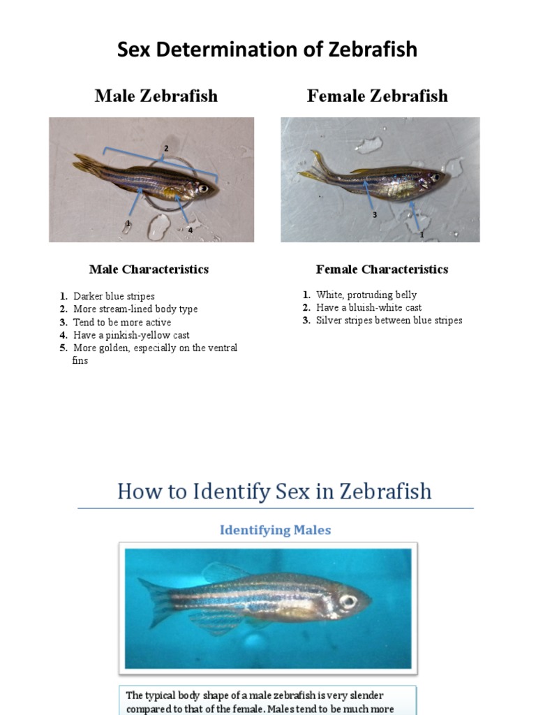 Gender Identification Guide | PDF