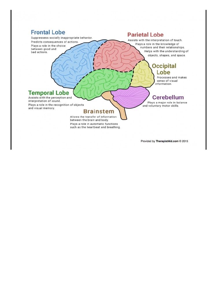 The Human Brain Diagram Worksheet With Images | PDF