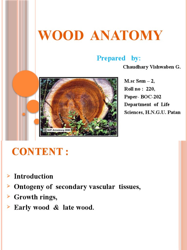 Wood Anatomy Sem-2 Vishwa | PDF | Plant Stem | Wood