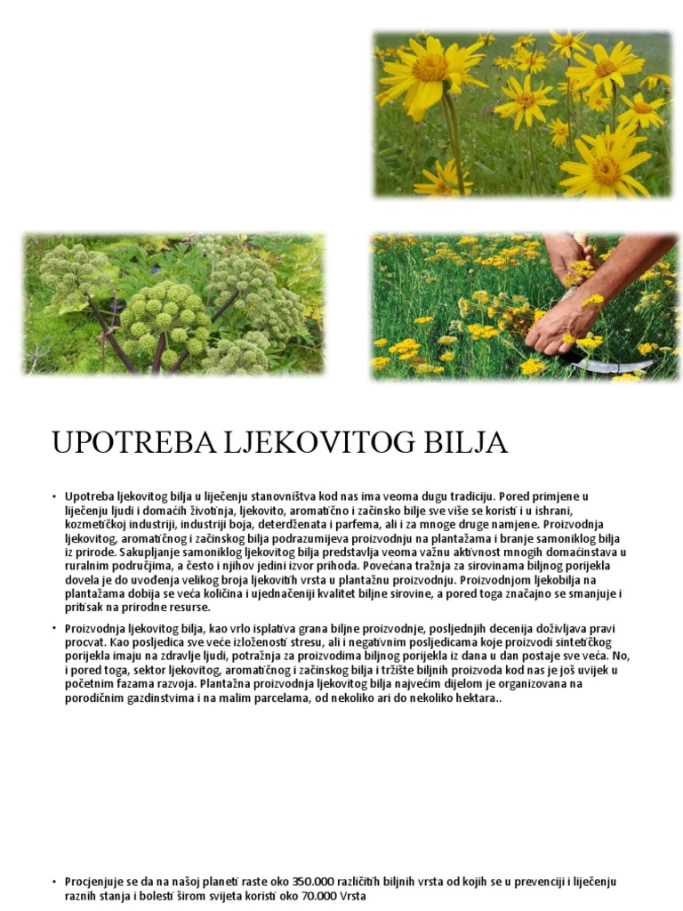Proizvodnja Ljekovitog I Aromatičnog Bilja | PDF