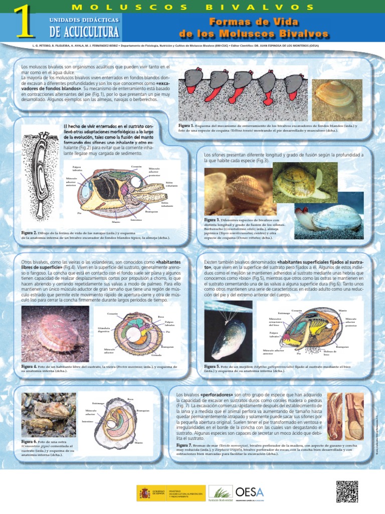 Uni Didac Moluscos Crust Web2016 | PDF | Bivalvia | Branquia