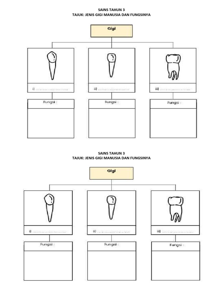 Jenis Gigi dan Fungsinya Tahun 3 | PDF