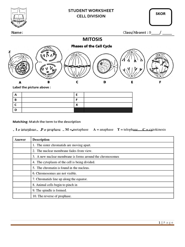 Cell Reproduction Worksheet Cell Reproduction Worksheet.doc Name