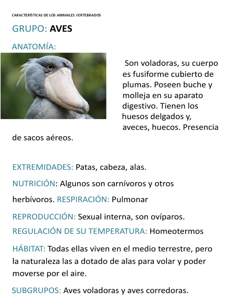 Ficha Aves | PDF