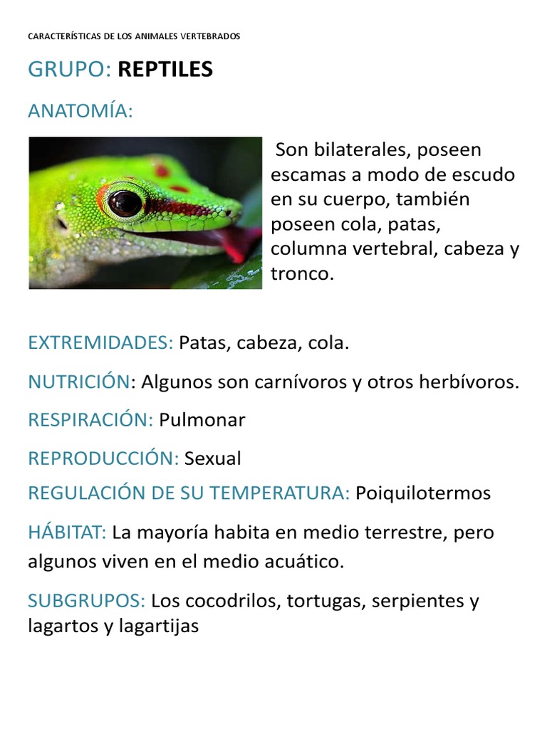 Ficha Reptiles | PDF