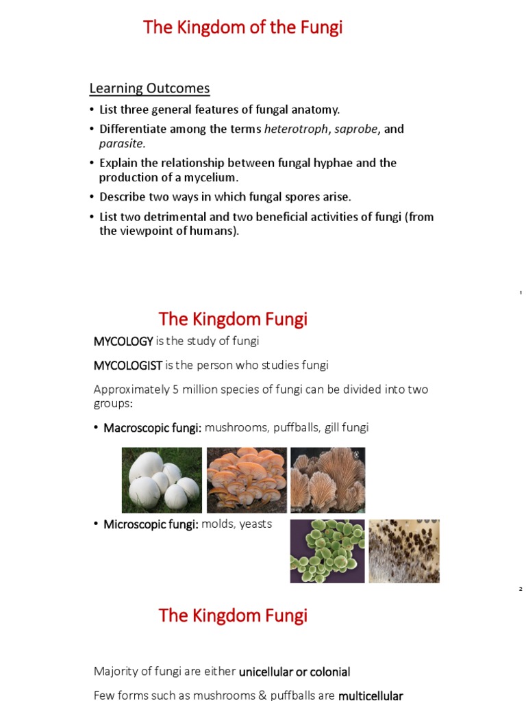 TOPIC 5 The Kingdom of The Fungi (Part 2) | PDF