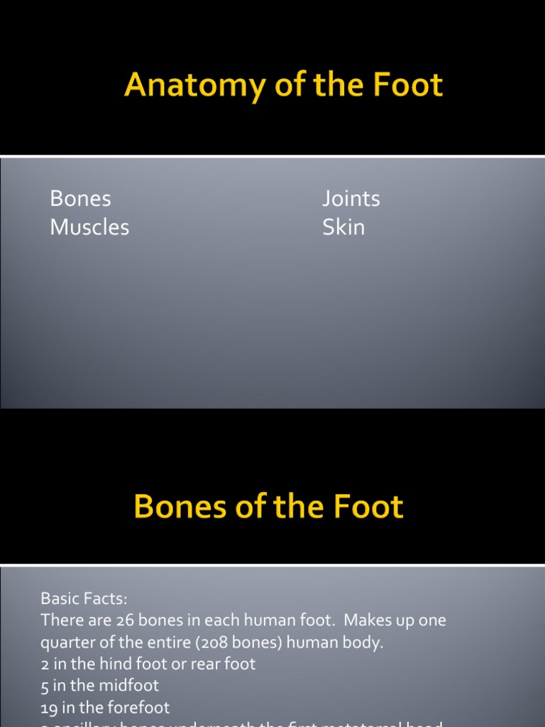 Anatomy of The Foot | PDF