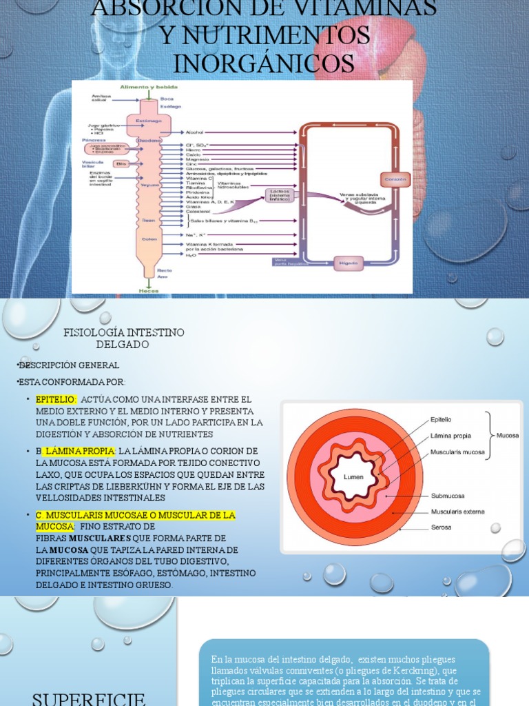 Absorción de Vitaminas y Minerales | PDF | Tracto gastrointestinal ...