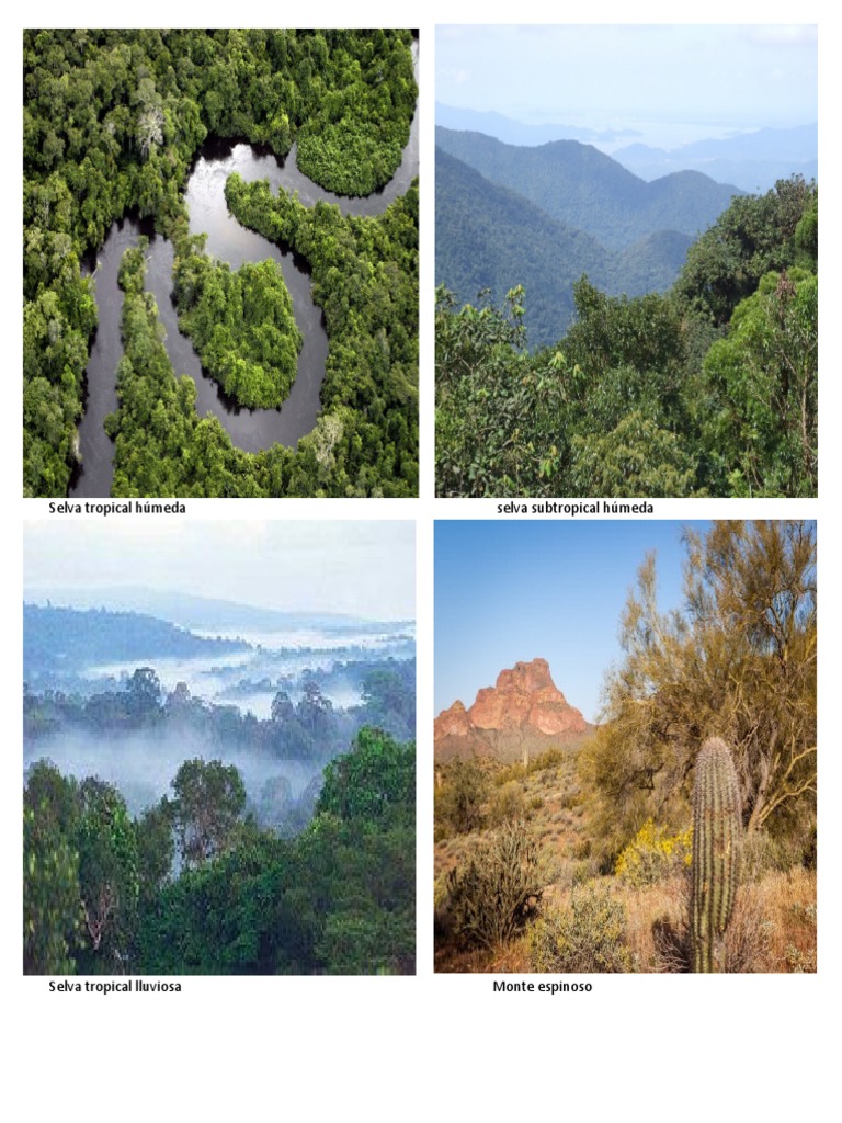 Selva Tropical Húmeda Selva Subtropical Húmeda | PDF