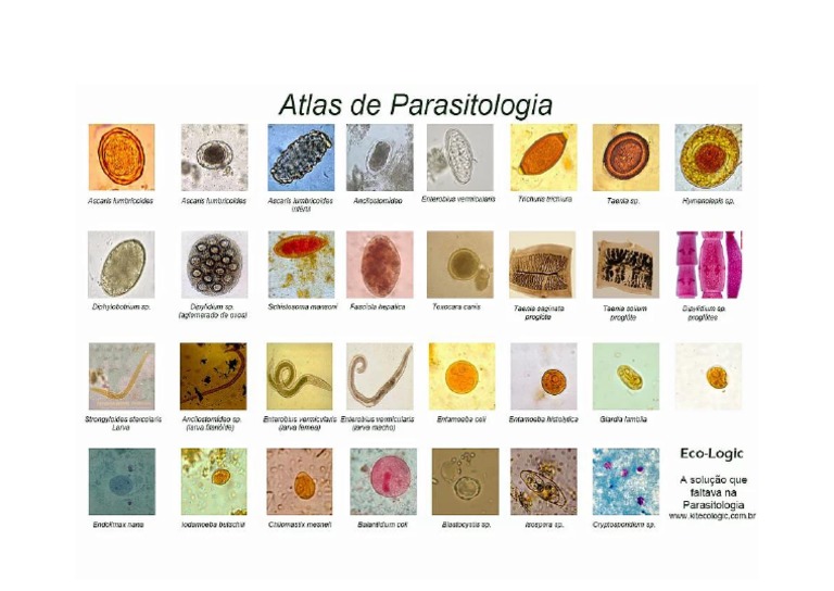 Atlas de Parasitologia | PDF