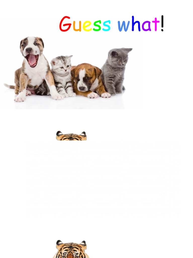 Guessing Game Animals Flashcards - 124049 | PDF