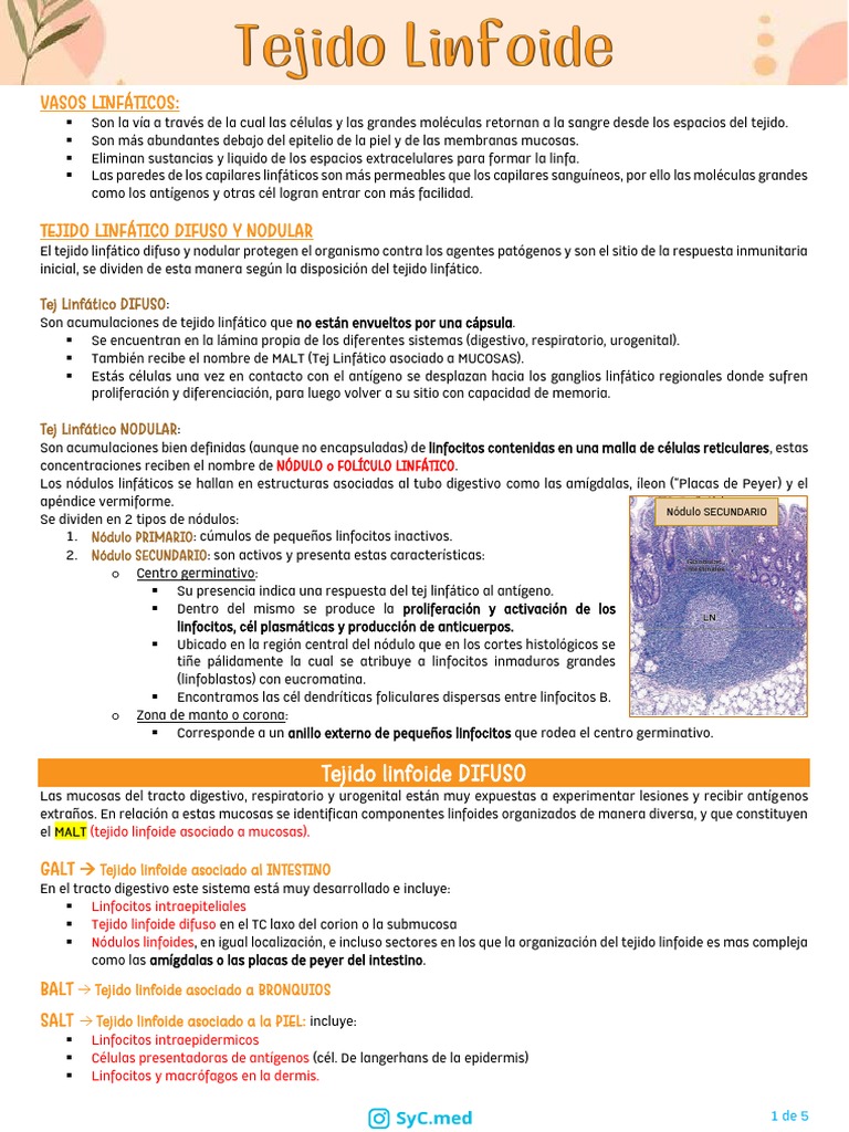 Tejido Linfoide: Difuso y Nodular | PDF | Ganglio linfático | Sistema ...