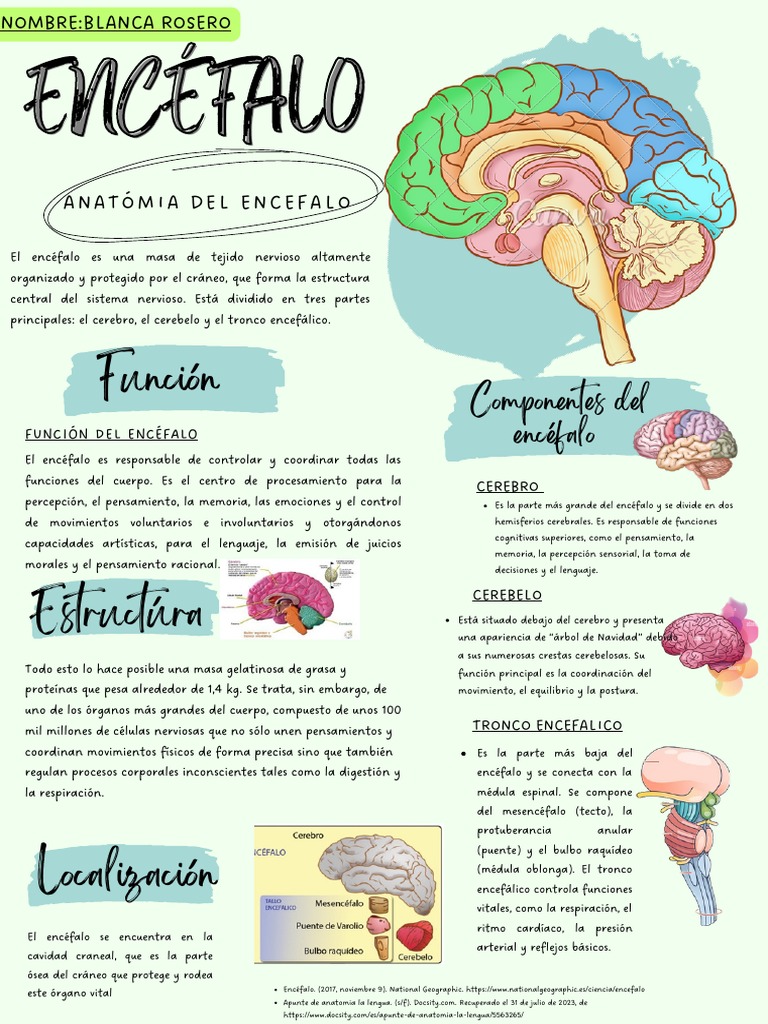 Funciones y Estructura del Encéfalo | PDF