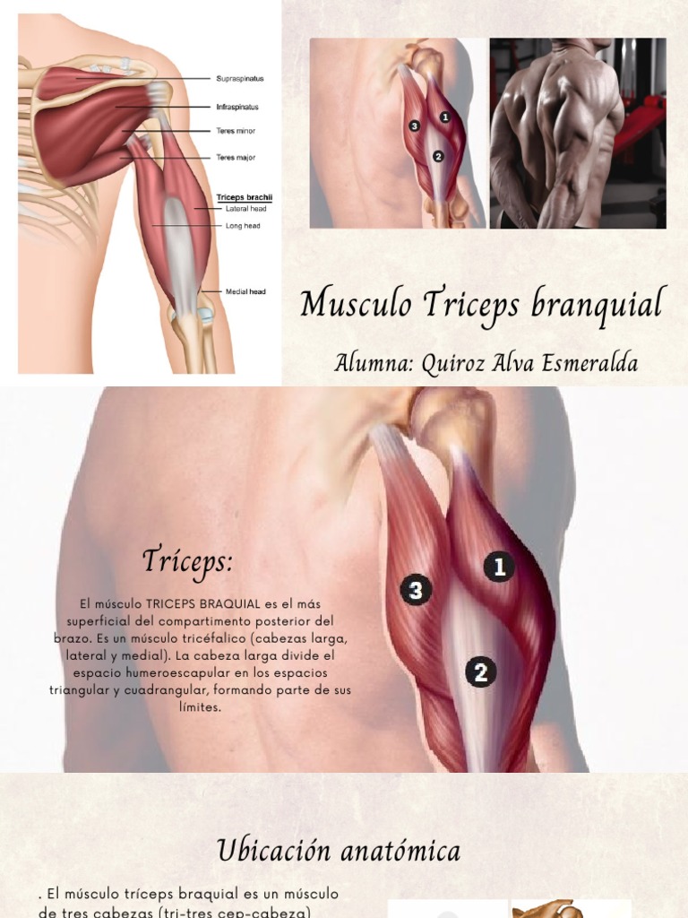 Triceps Anatomia | PDF | Codo | Extremidades (anatomía)