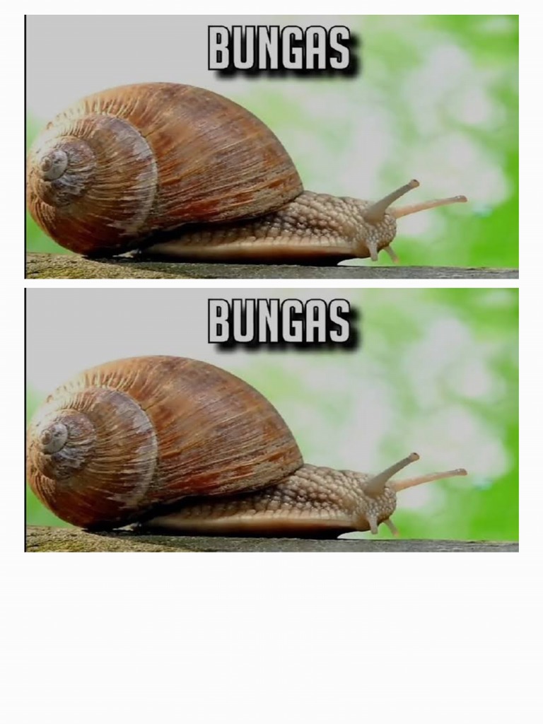 Bungas - Bungas | PDF