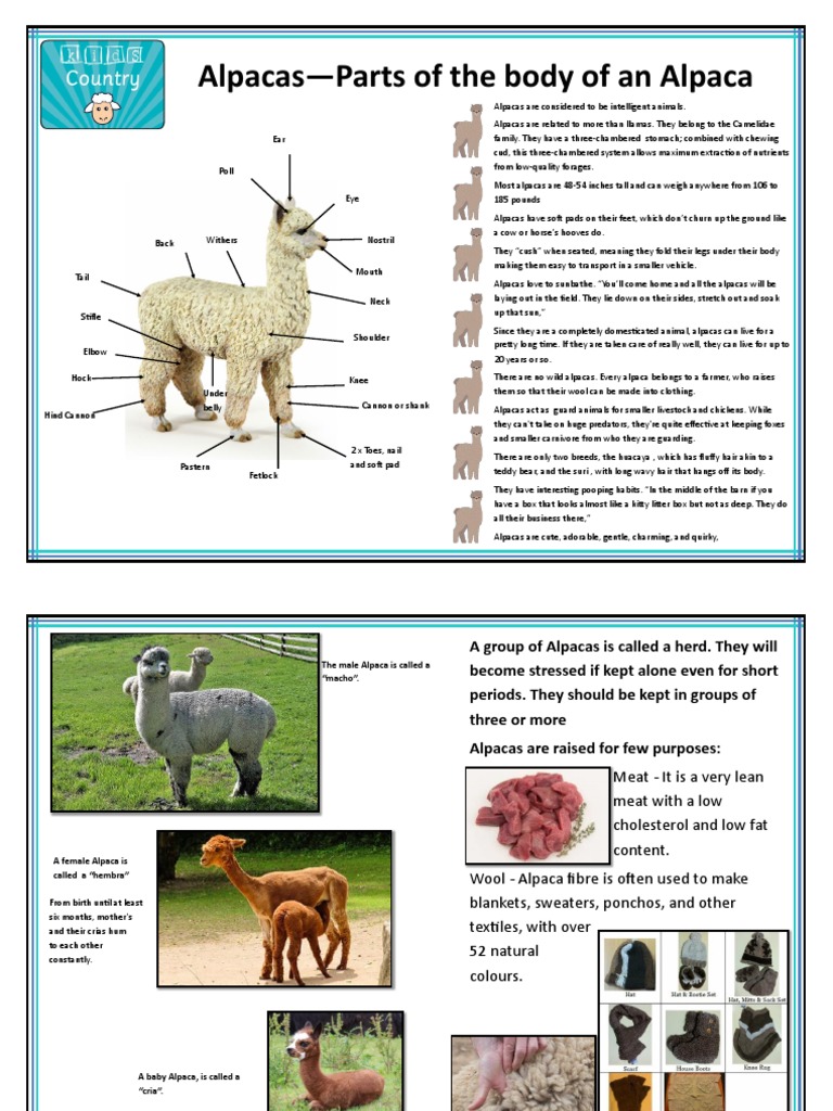 Alpaca Information Sheets | PDF | Domesticated Animals | Mammals