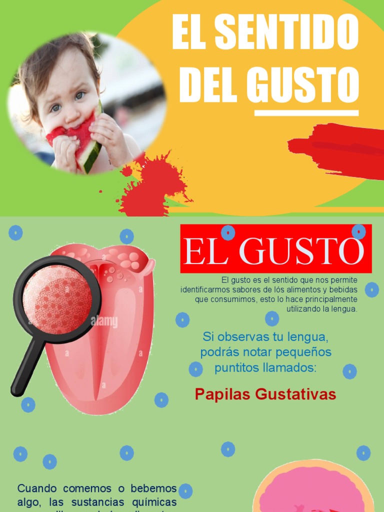 El sentido del gusto para niños | PDF