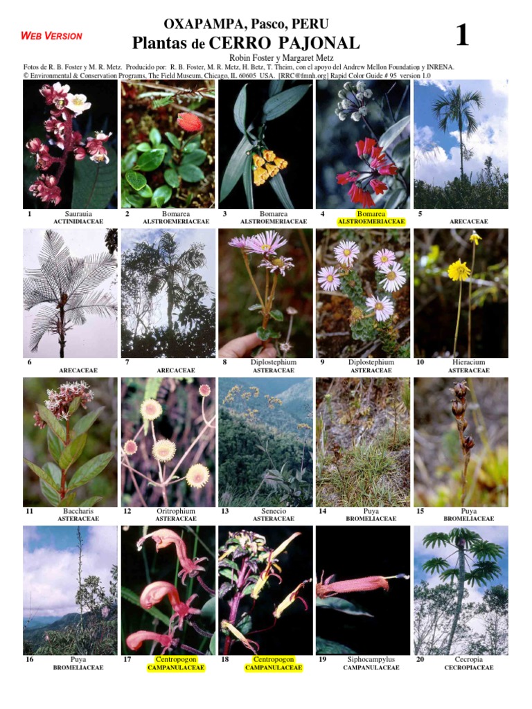 Plantas de CERRO PAJONAL | PDF