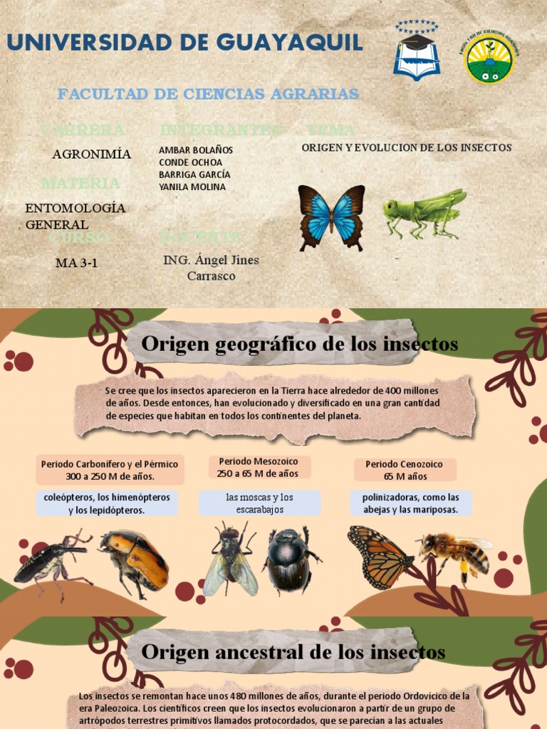 Origen y Evolucion de Los Insectos | PDF | Insectos | Escala de tiempo ...