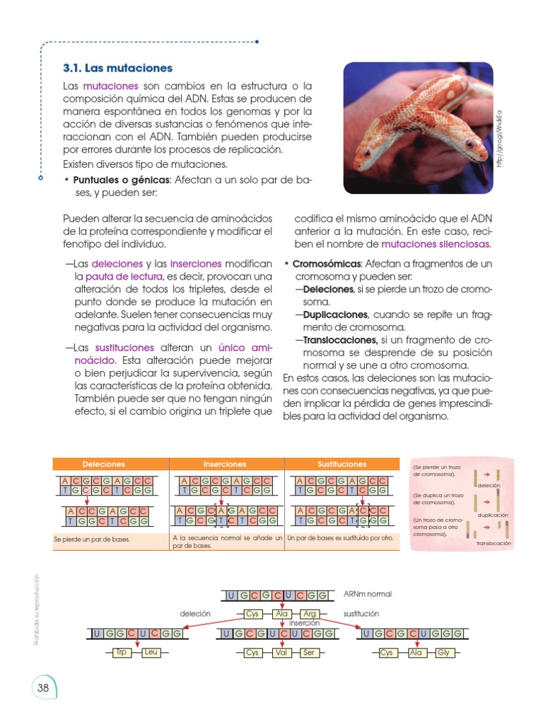 Las Mutaciones | PDF