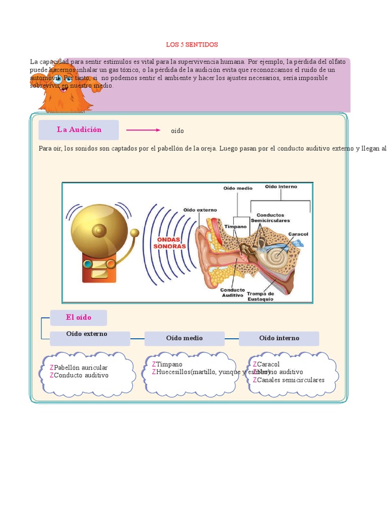 Los 5 Sentidos II para Quinto de Primaria | PDF | Oído | Escuchando