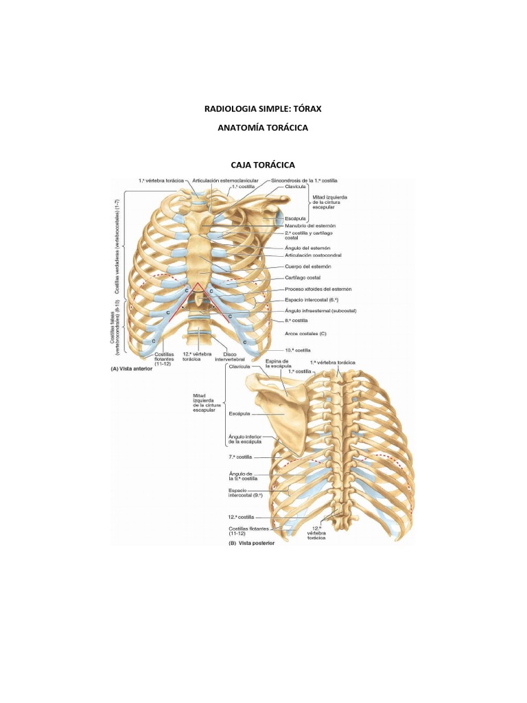 Anatomia Caja Torácica | PDF