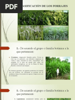 Ficha Técnica Del Pasto Guinea (Panicum Máximum Cv. Guinea Común) | PDF